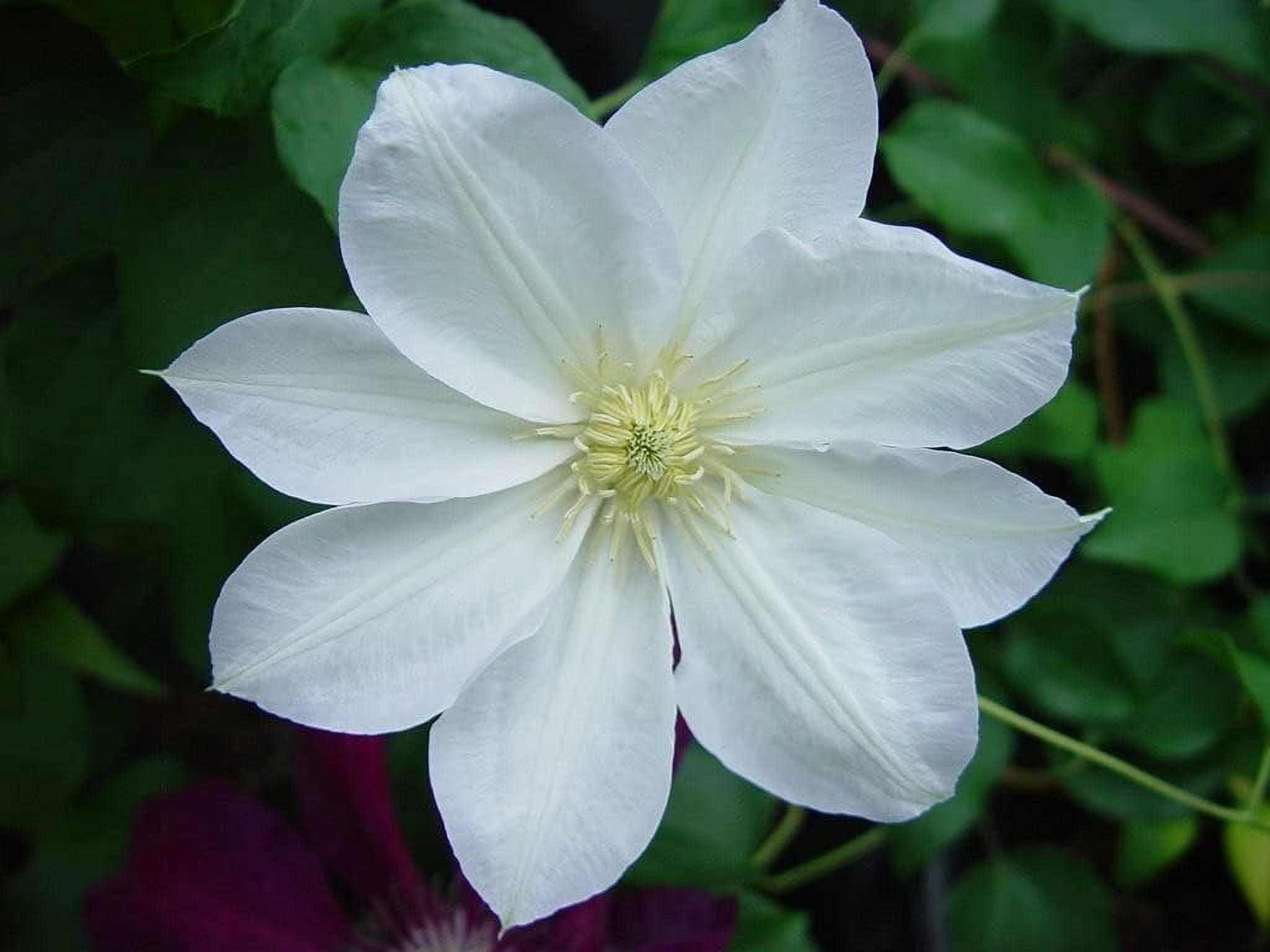 Candida Clematis Vine - Live Plant in a 4 Inch Growers Pot - Clematis ...