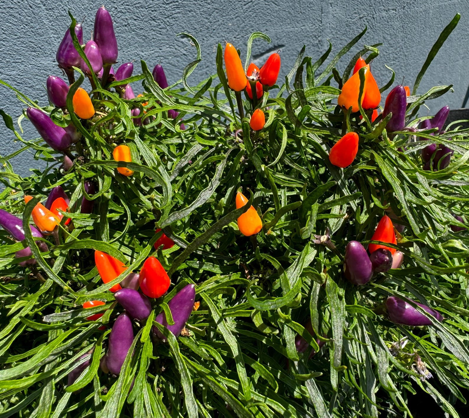 Candlelight Mutant Bolivian Rainbow Rare Wire Leaf Hot Pepper Premium Seeds for Planting (5 ...