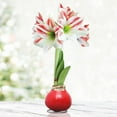 Candy Cane Amoice Waxed Amaryllis Flower Bulb with Stand, No Water ...