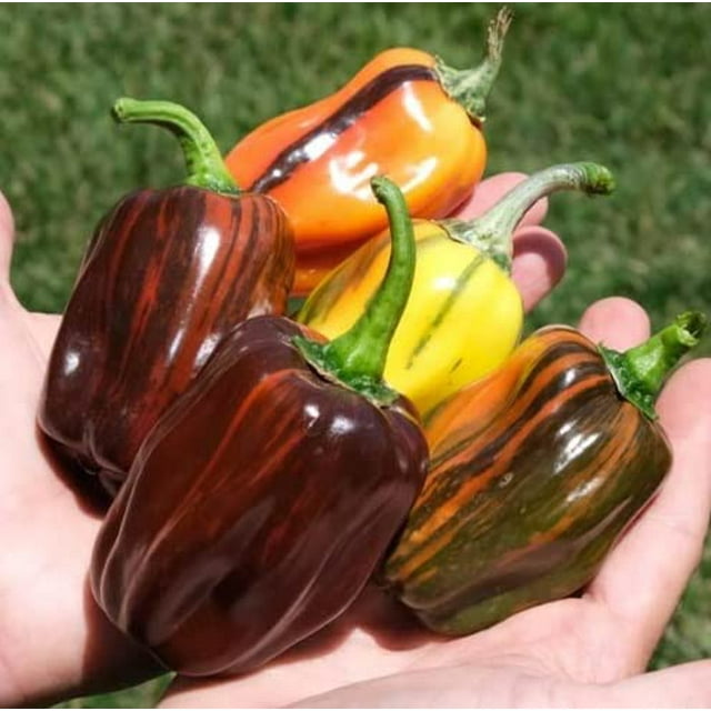 Candy Cane Chocolate Cherry Pepper Seeds for Planting (10 Seeds) - Walmart.com