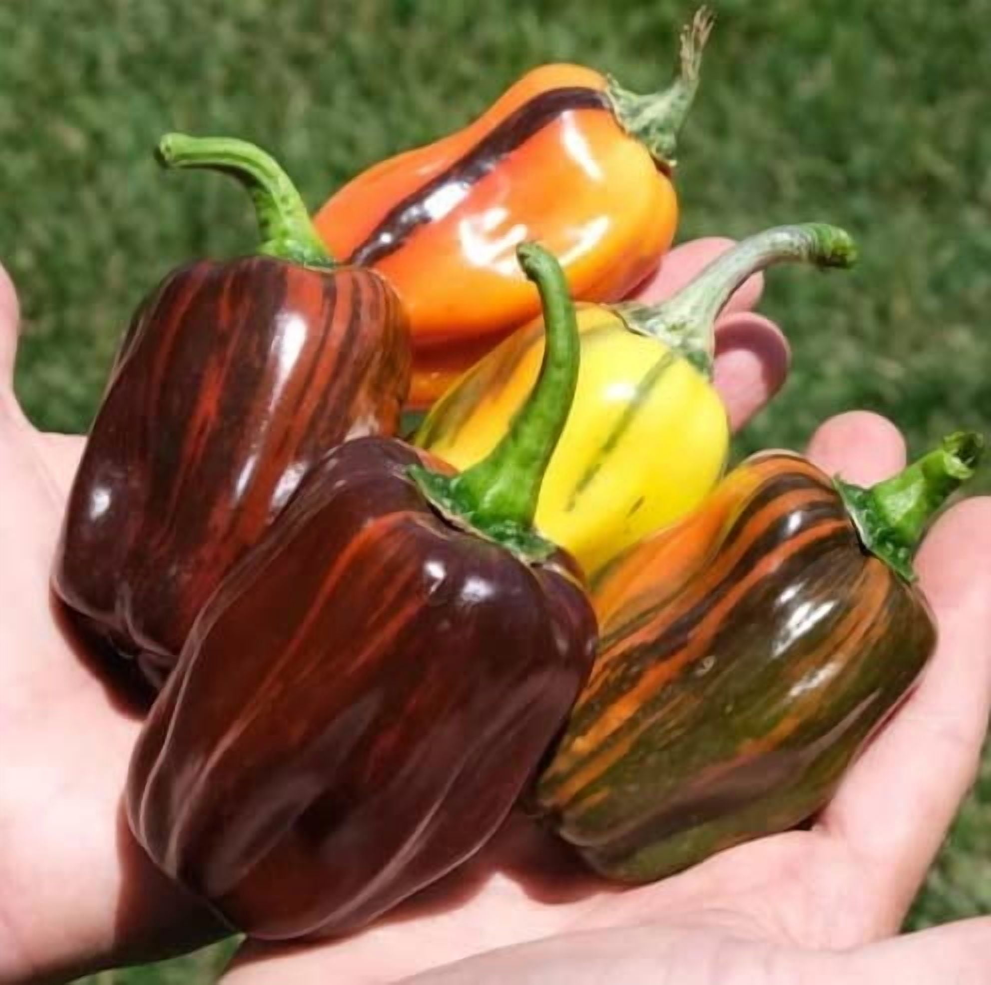 Candy Cane Chocolate Cherry Pepper Seeds for Planting (10 Seeds ...