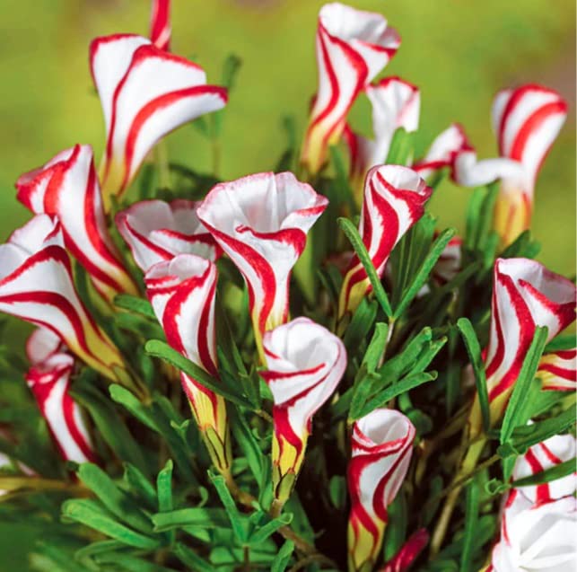 Madagascar Lace Bulb - Aponogeton madagascariensis - Walmart.com