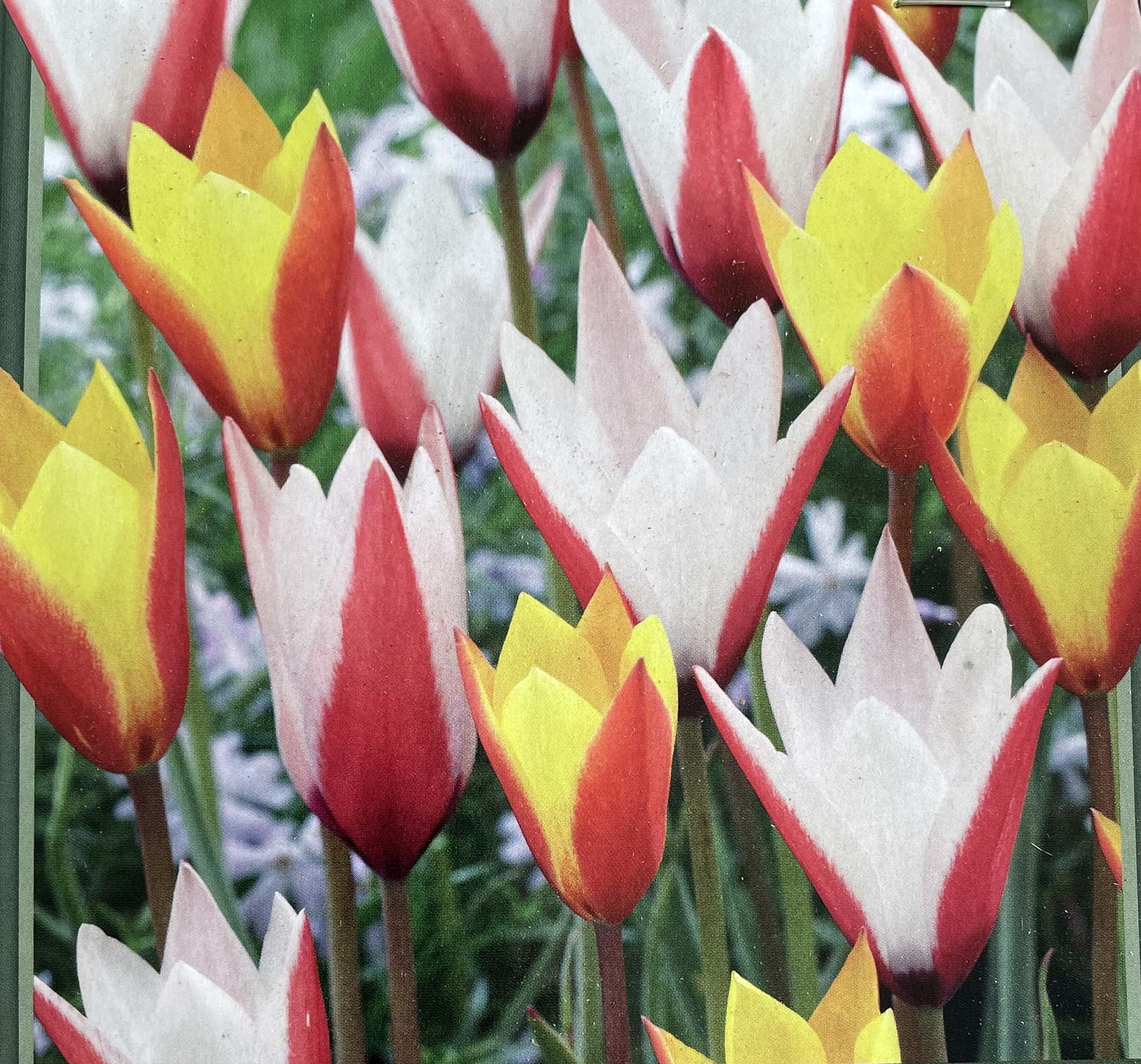 Candy Corn Mix Tulip 12 Bulbs - NEW - 6/+ cm Bulbs - Walmart Business ...
