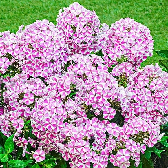 Phlox Plants in Perennials - Walmart.com