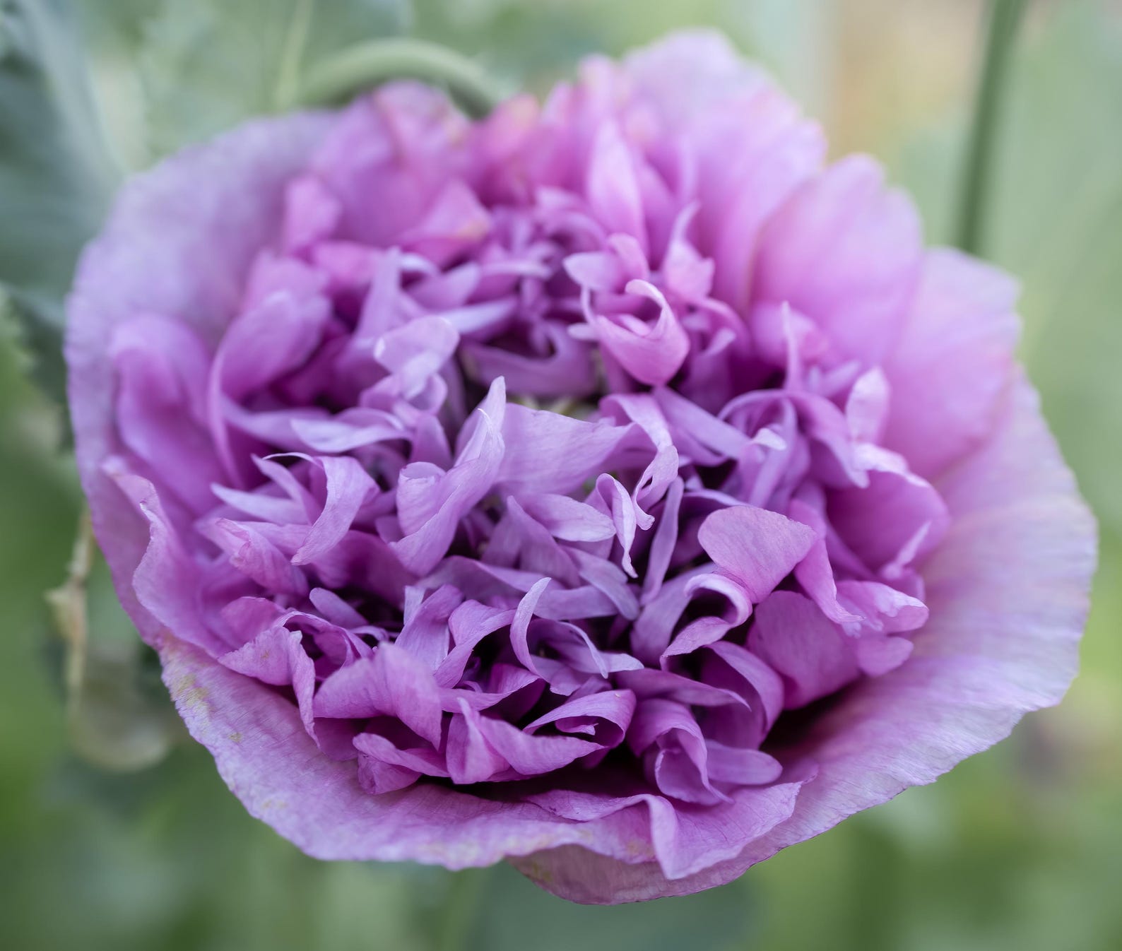 Candy Floss Poppy Papaver Somniferum Premium Seeds for Planting Packet ...