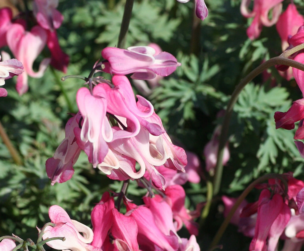 Candy Hearts Bleeding Hearts - Dicentra - SHADE - 4" Pot - Walmart.com