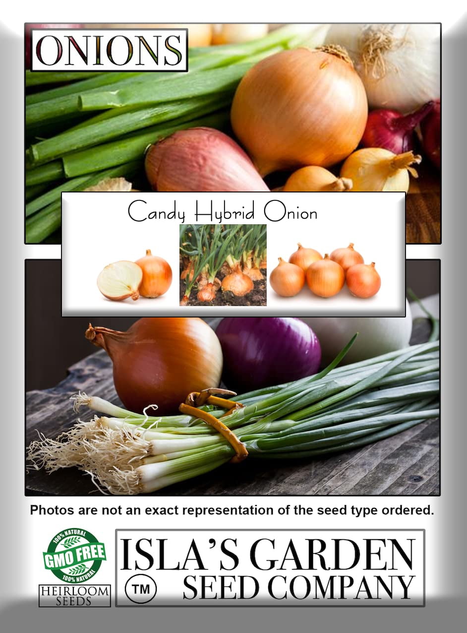Candy Hybrid Onions Seeds, 50 Heirloom Seeds Per Packet, Non GMO Seeds ...
