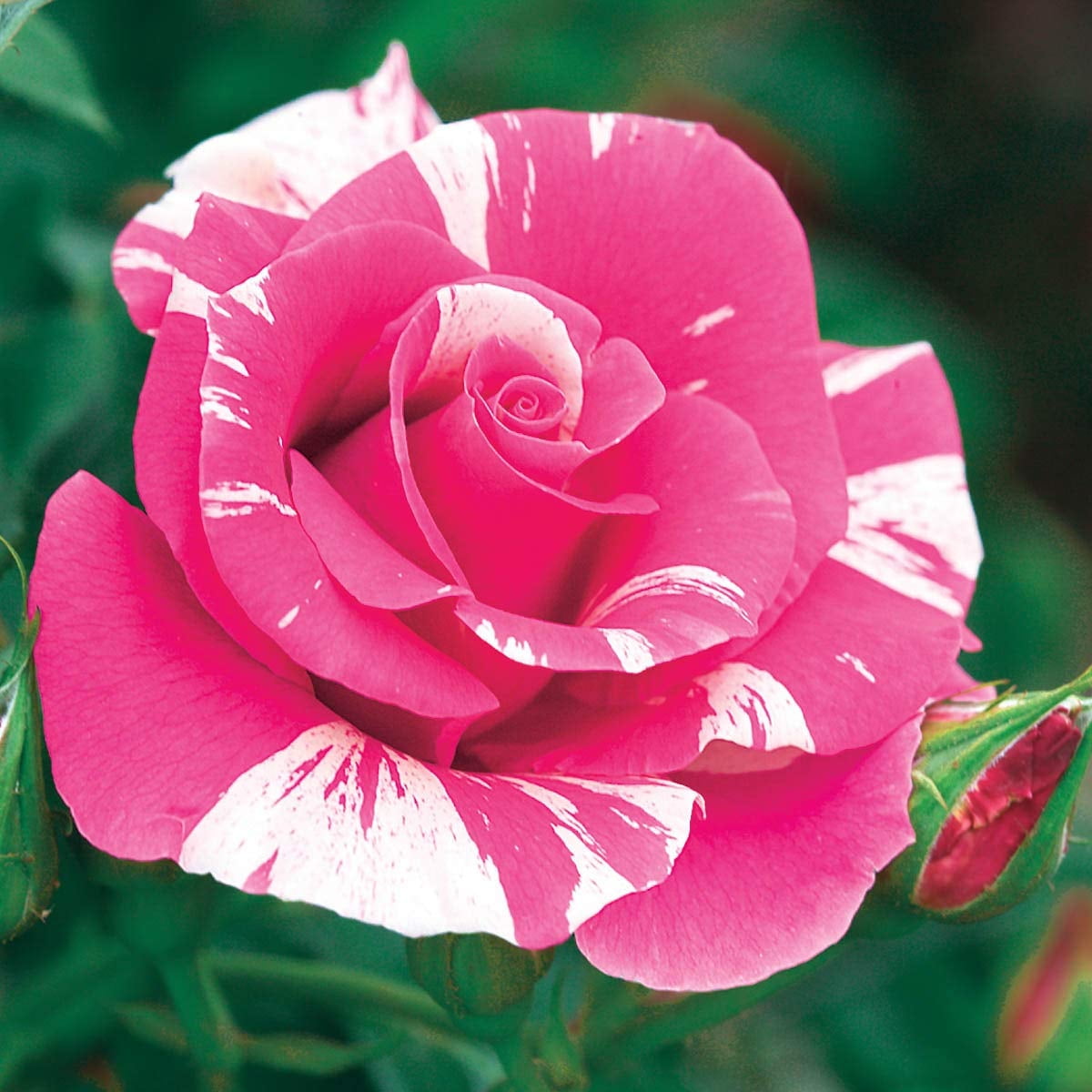 Candy Land Climbing Rose Dormant Bare Root Plant (1-Pack) - Walmart.com