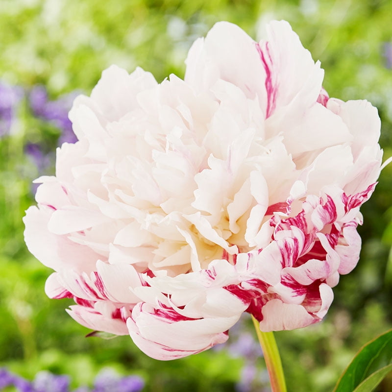 Candy Stripe Peony Root - Pleasantly Scented Peonies - Attracts ...