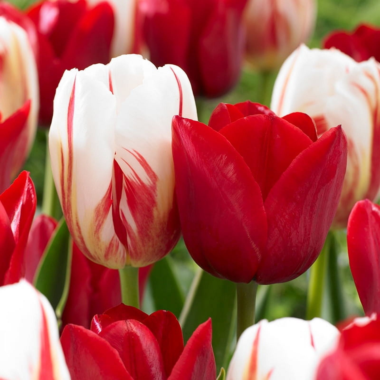 Candy Stripe Tulip Duo Flower Bulbs - 30 Bulbs per Pack - Good as Cut ...