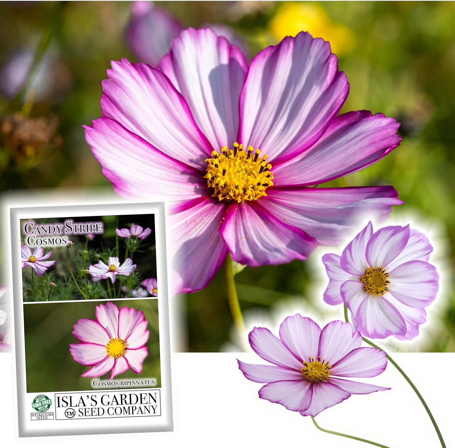 Candystripe Cosmos Flower Seeds (Cosmos bipinnatus) – 100+ Non-GMO ...