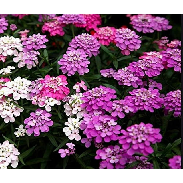Candytuft Dwarf Fairy Mix Flower Seeds, 300 Heirloom Flower Seeds Per ...