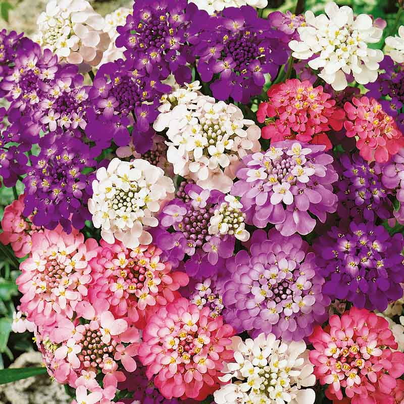 Eden Brothers Candytuft Seeds (Dwarf) - Fairy Mix - Walmart.com