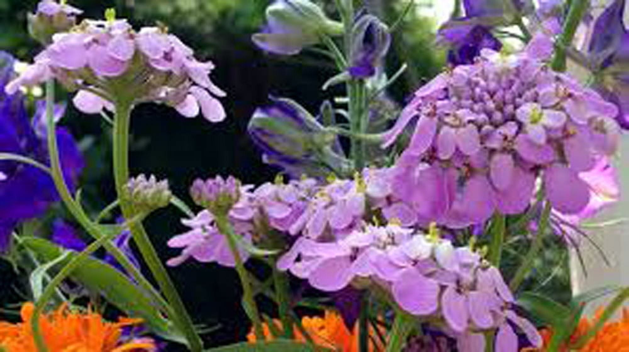 Candytuft, Tall Mix Seeds, 500 Seeds, Beautiful Pink, Lavender, White ...