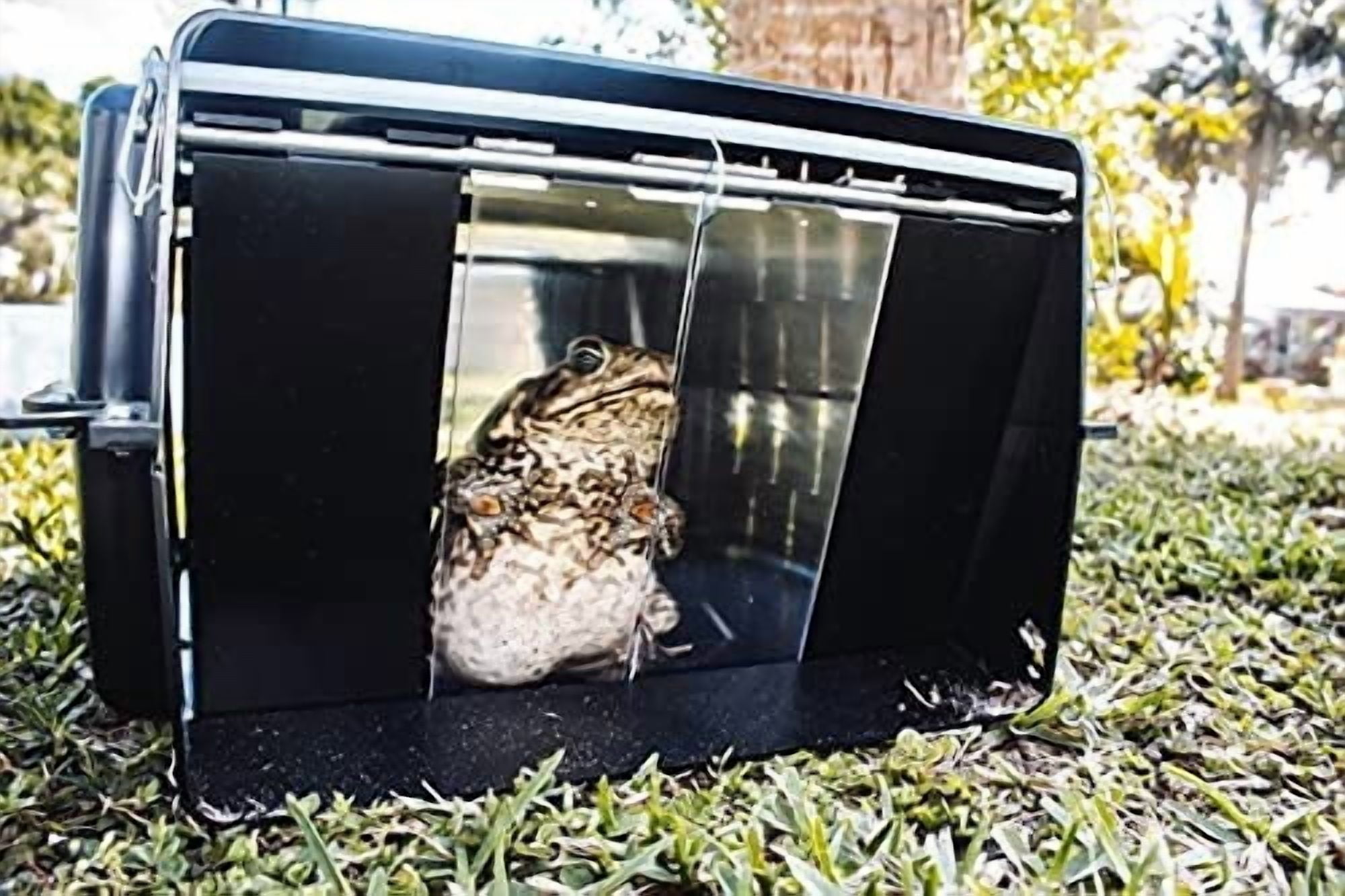 Cane Toad Catcher Trap - Humanely Protect Your Pets from Poisonous Cane ...