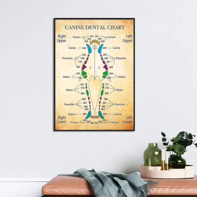 Canine Dental Chart Poster, Anatomy Of A Teeth, Dental Instruments ...