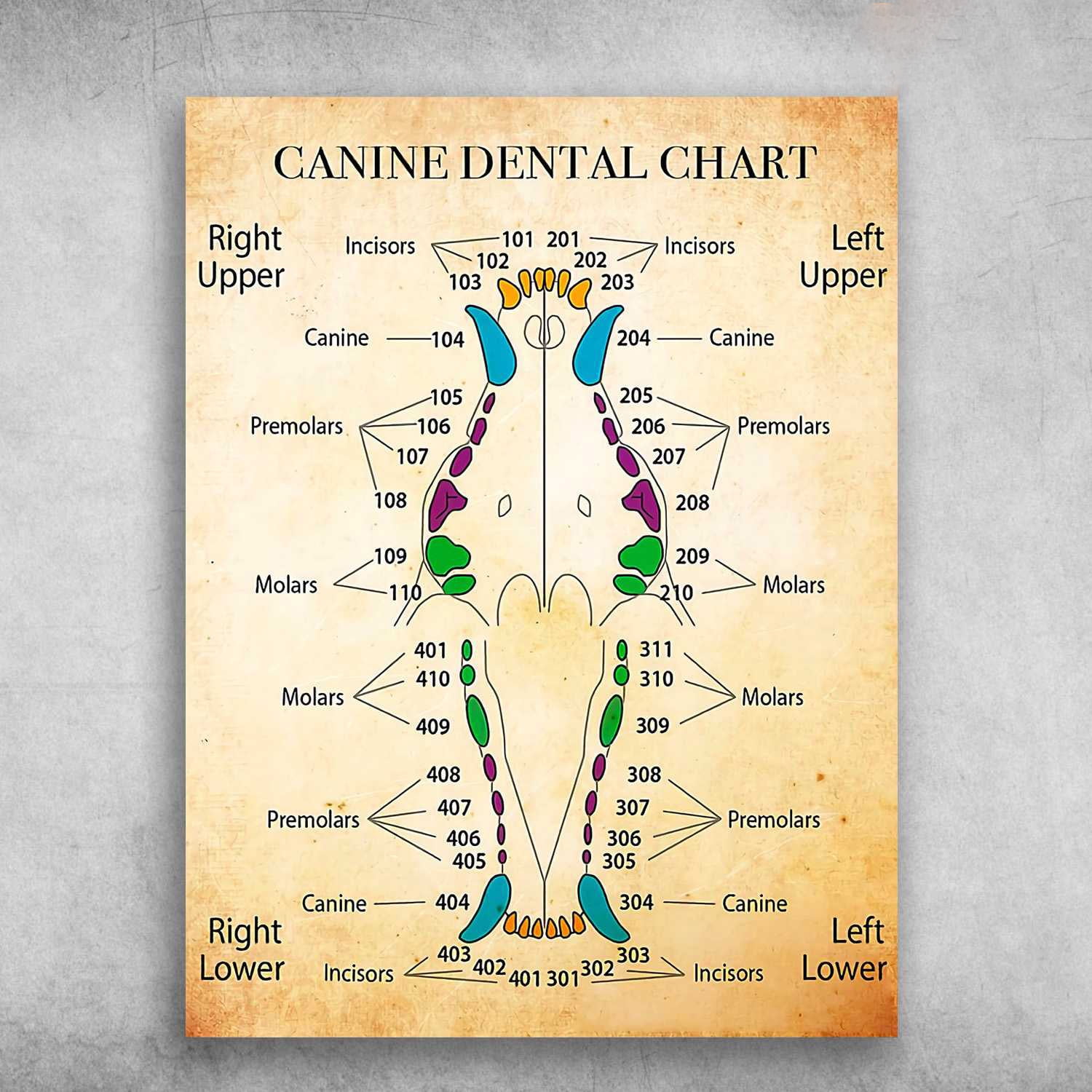 Canine Dental Chart, Right Upper, Left Upper, Right Lower, Left Lower ...