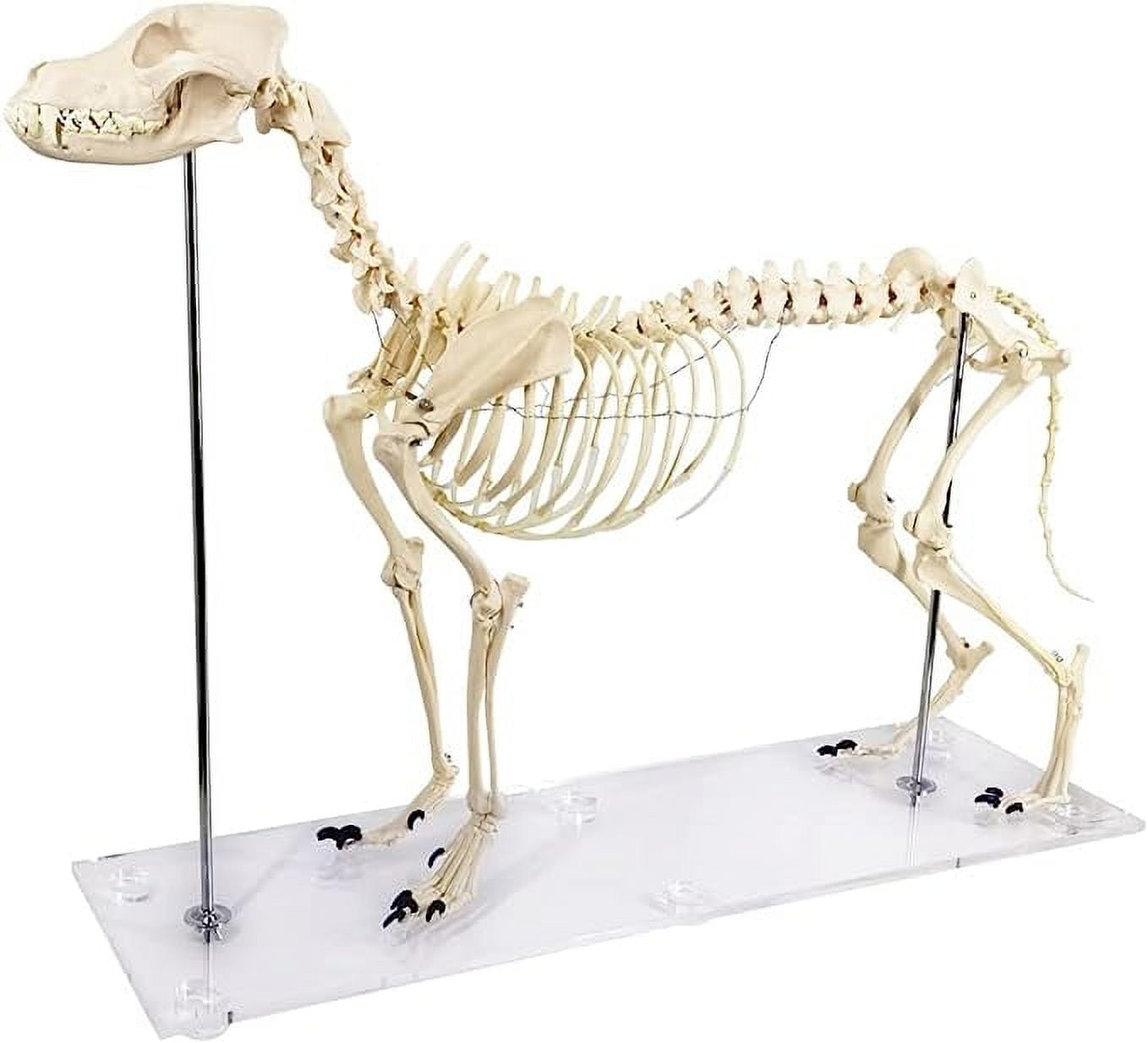 Canine (Dog) Skeleton Model, Life Size - Walmart.com