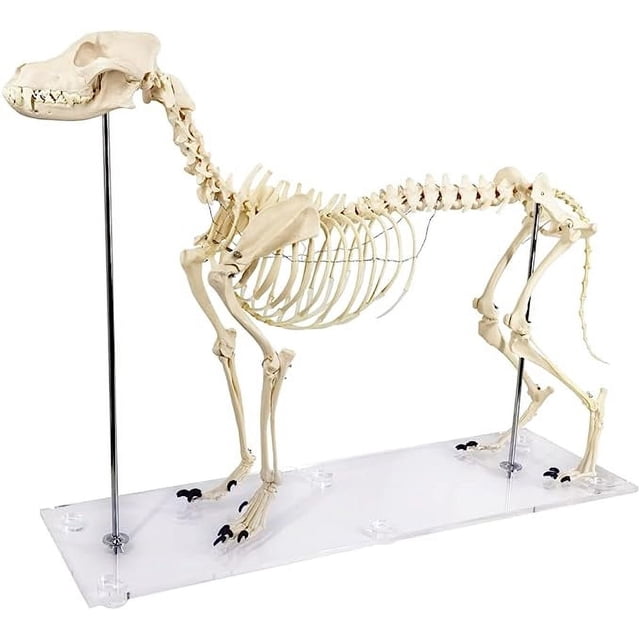Canine (Dog) Skeleton Model, Life Size - Walmart.com