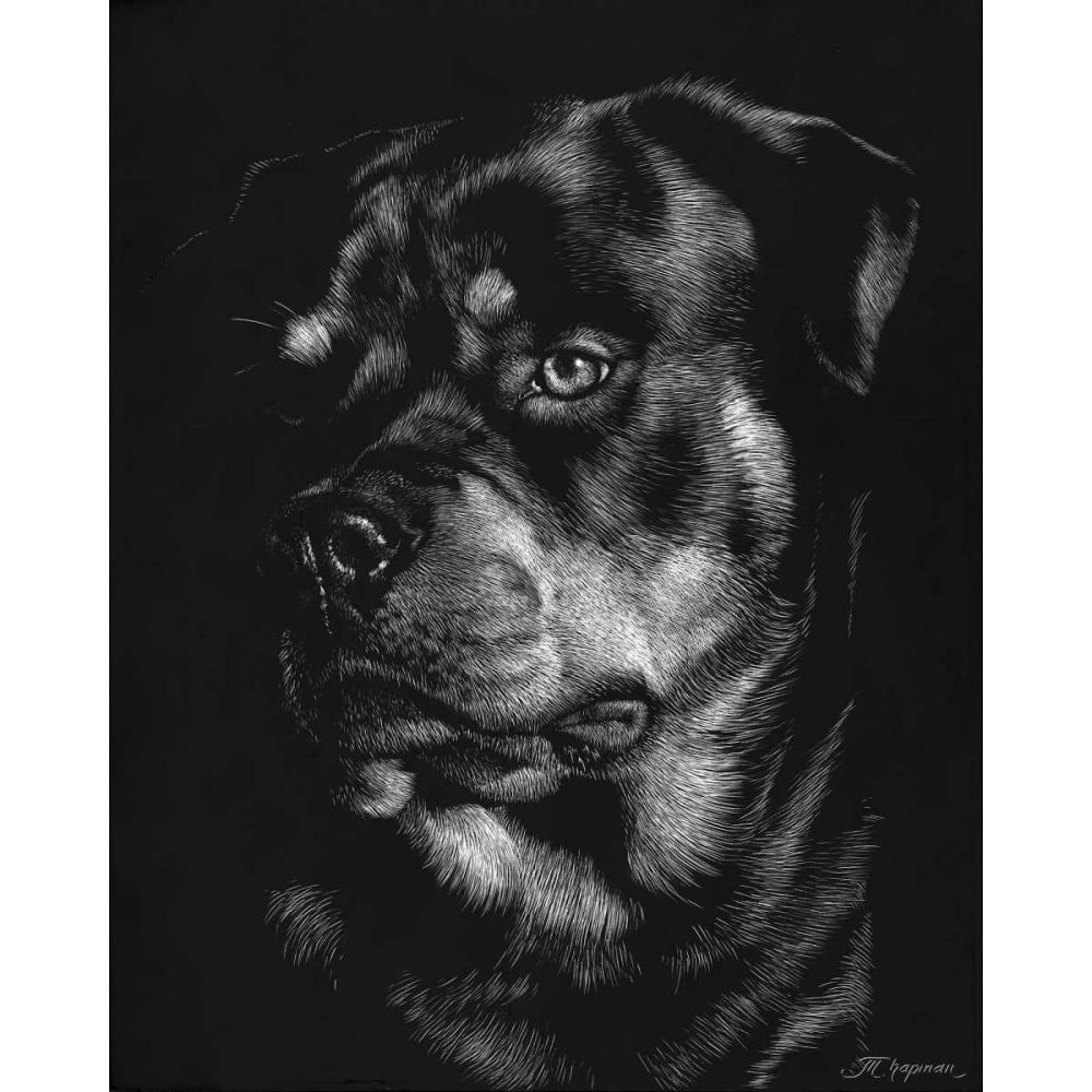 Canine Scratchboard XII Poster Print - Julie T. Chapman (18 x 24 ...