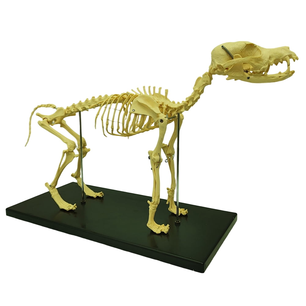 Canine Skeleton Model Standard Size Dog Display Lab Veterinary Animals ...