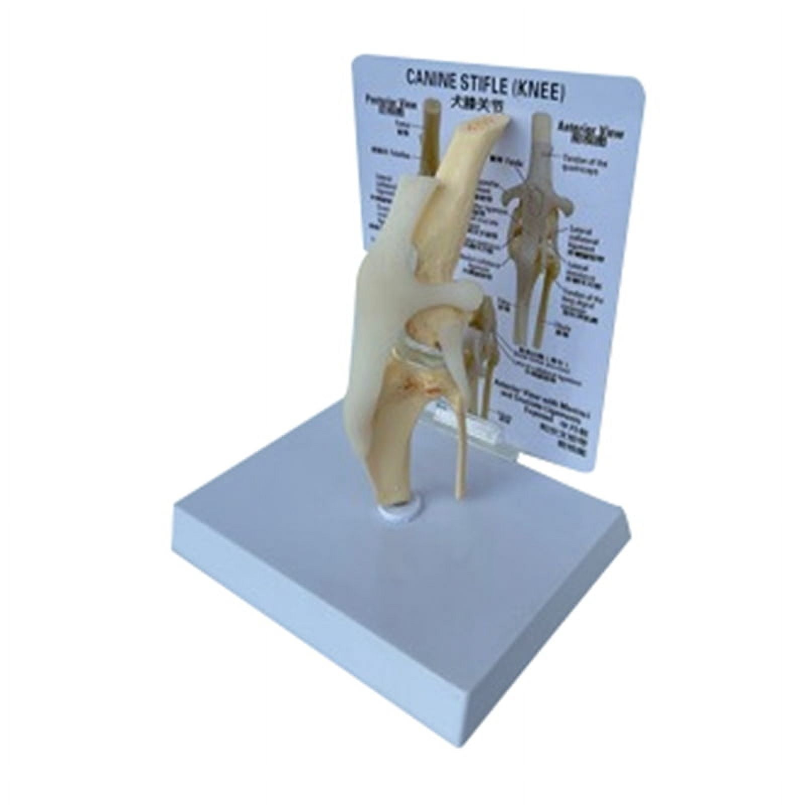 Canines Knee Model Dog Joint Anatomical Model Dog Skeleton Model Animal ...