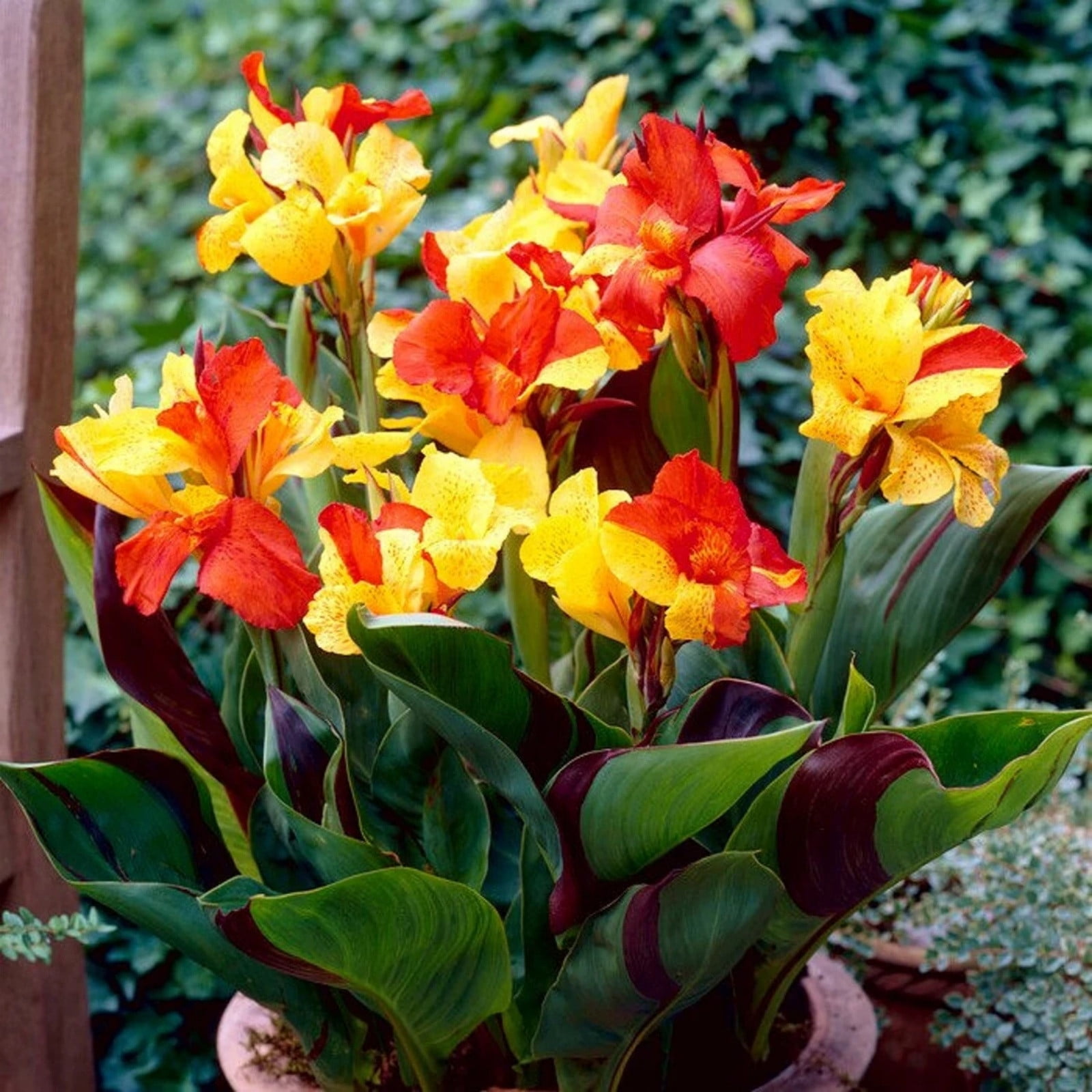 Canna,Bloom Year After Year,Ornaments Blooming Gardening Simple to Grow ...