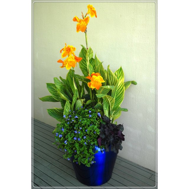 Canna Bulbs, Brightly Colored, Rhizomes, Garden，Canna Lily Bulbs ...