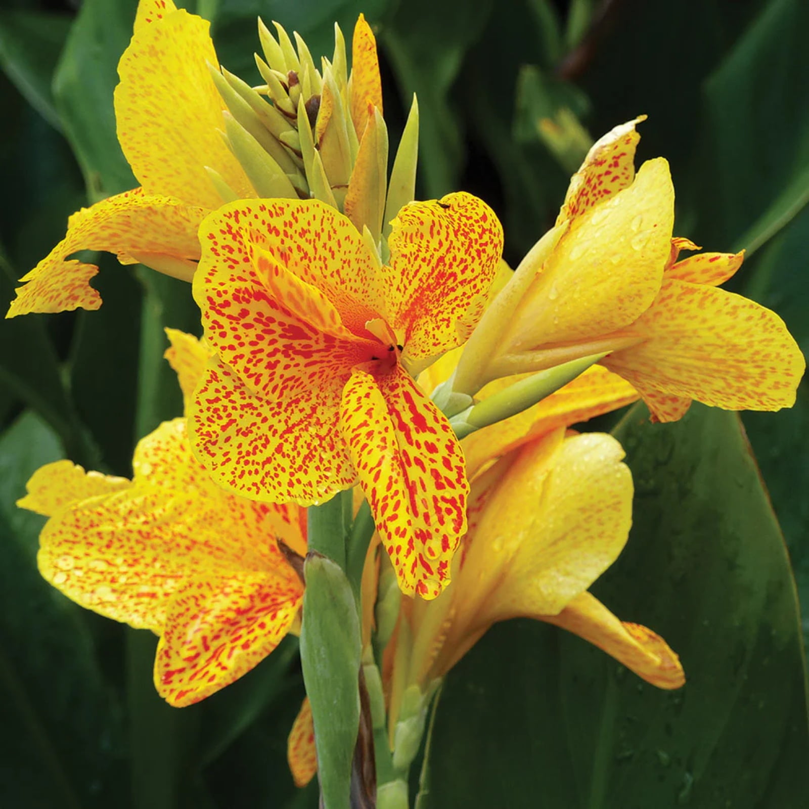 Canna Bulbs Canna Is A Perennial Herb Canna Is Named After Its Banana ...