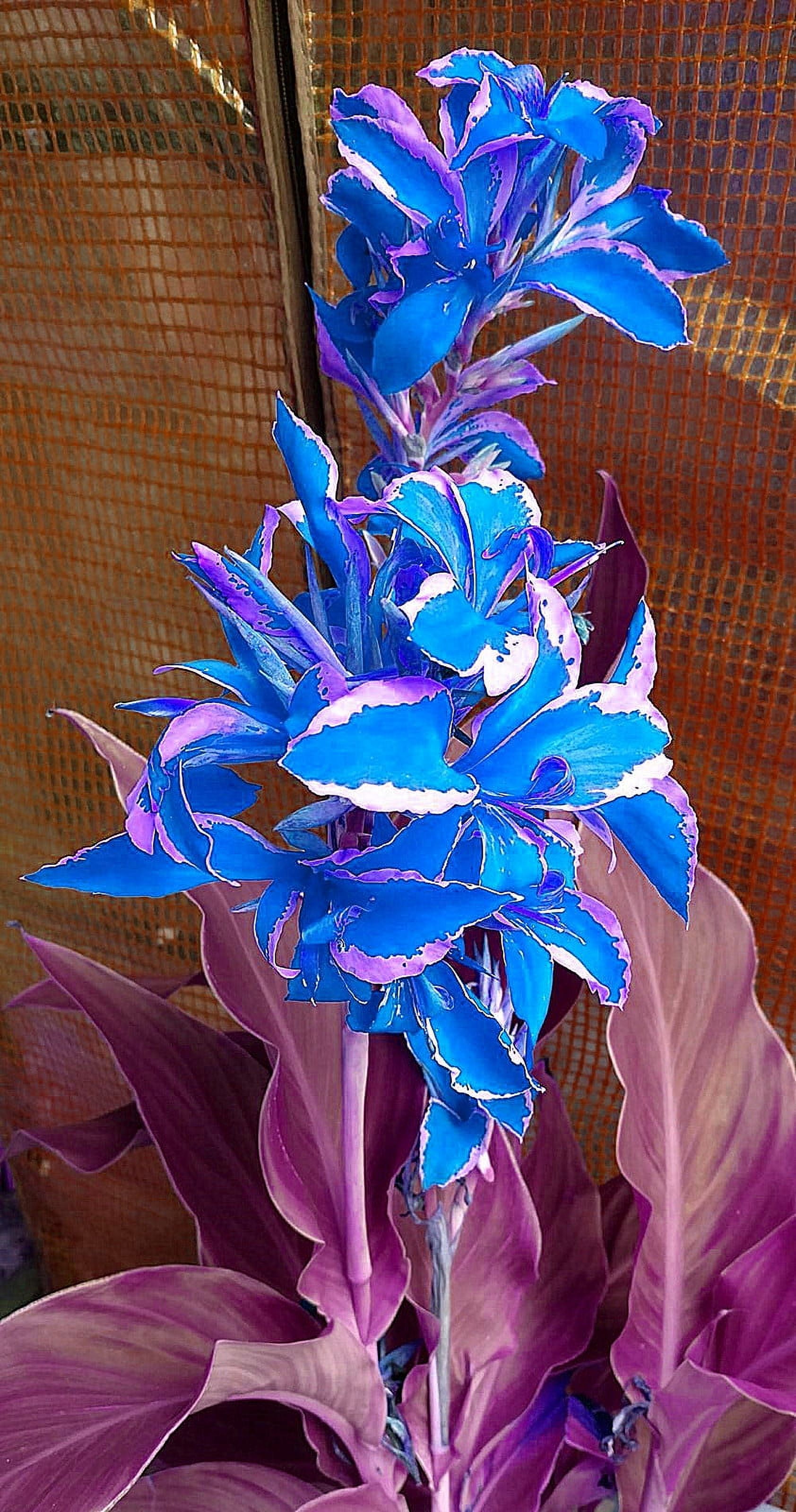 Canna Bulbs, Four-Season Plants, Canna Lily Roots，Rich Colors, Canna ...