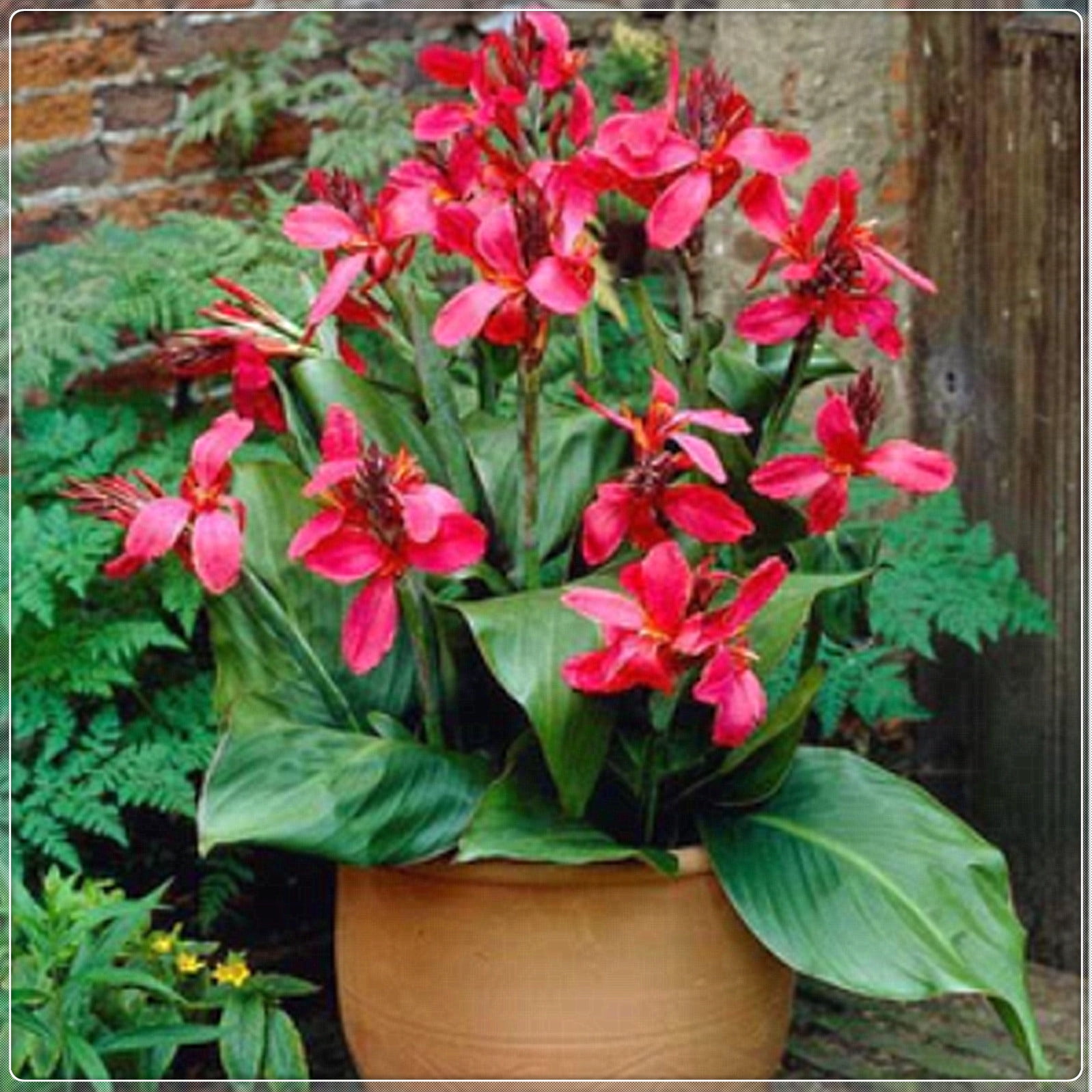 Canna Bulbs, Four-Season Plants, Canna Lily Roots，Rich Colors, Canna ...