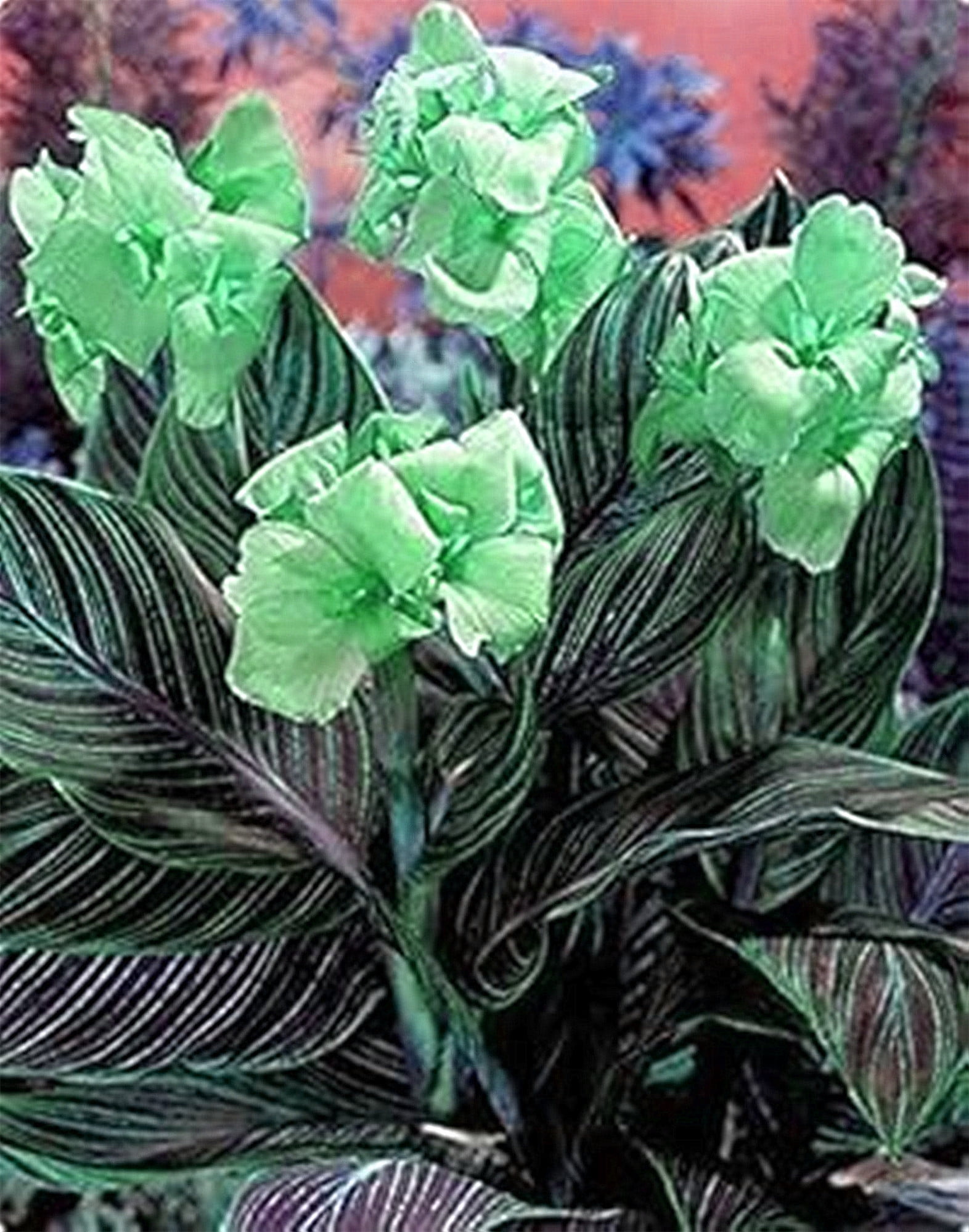 Canna Bulbs, Four-Season Plants, Canna Lily Roots，Rich Colors, Canna ...