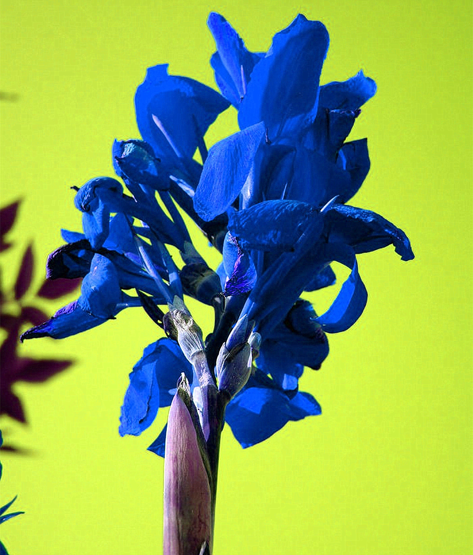 Canna Bulbs, Four-Season Plants, Canna Lily Roots，Rich Colors, Canna ...