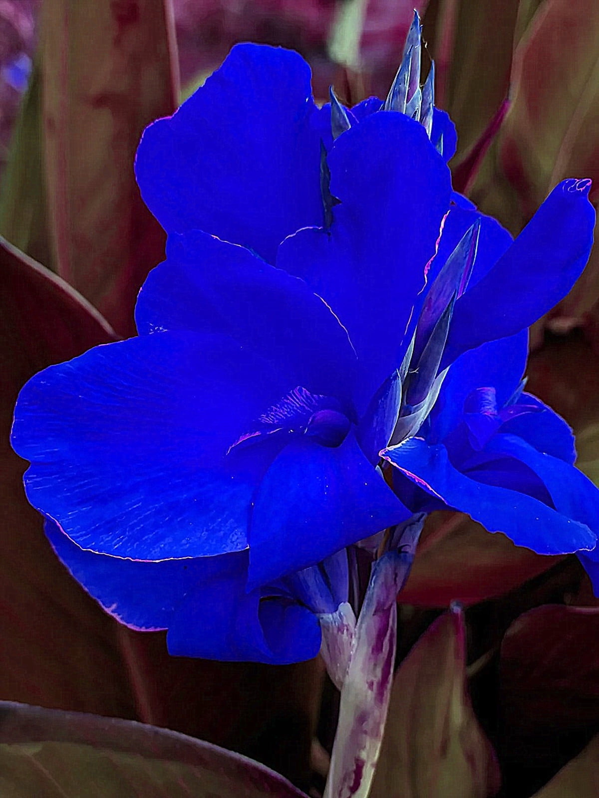 Canna Bulbs, Four-Season Plants,Canna Lily Roots， Rich Colors ...