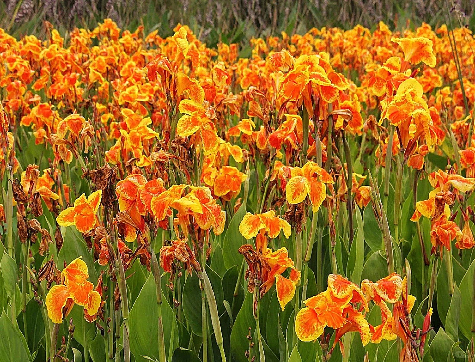 Canna Bulbs Four Season Plantscanna Lily Roots, Rich Colors Perennial Plants Garden,canna