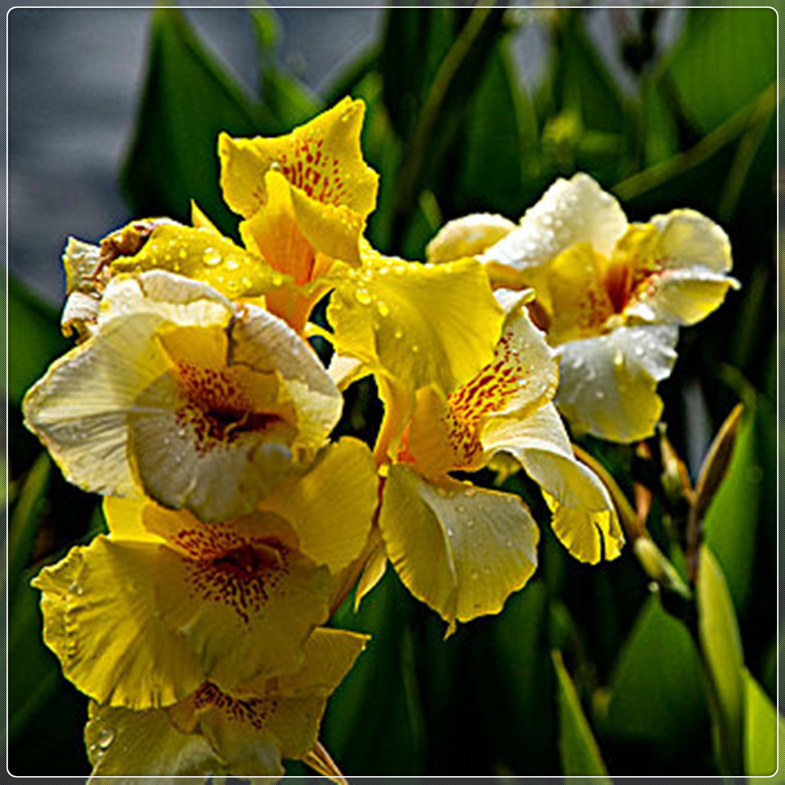 Canna Bulbs, Four-Season Plants, Rich Colors, Canna Lily Bulbs Giant ...