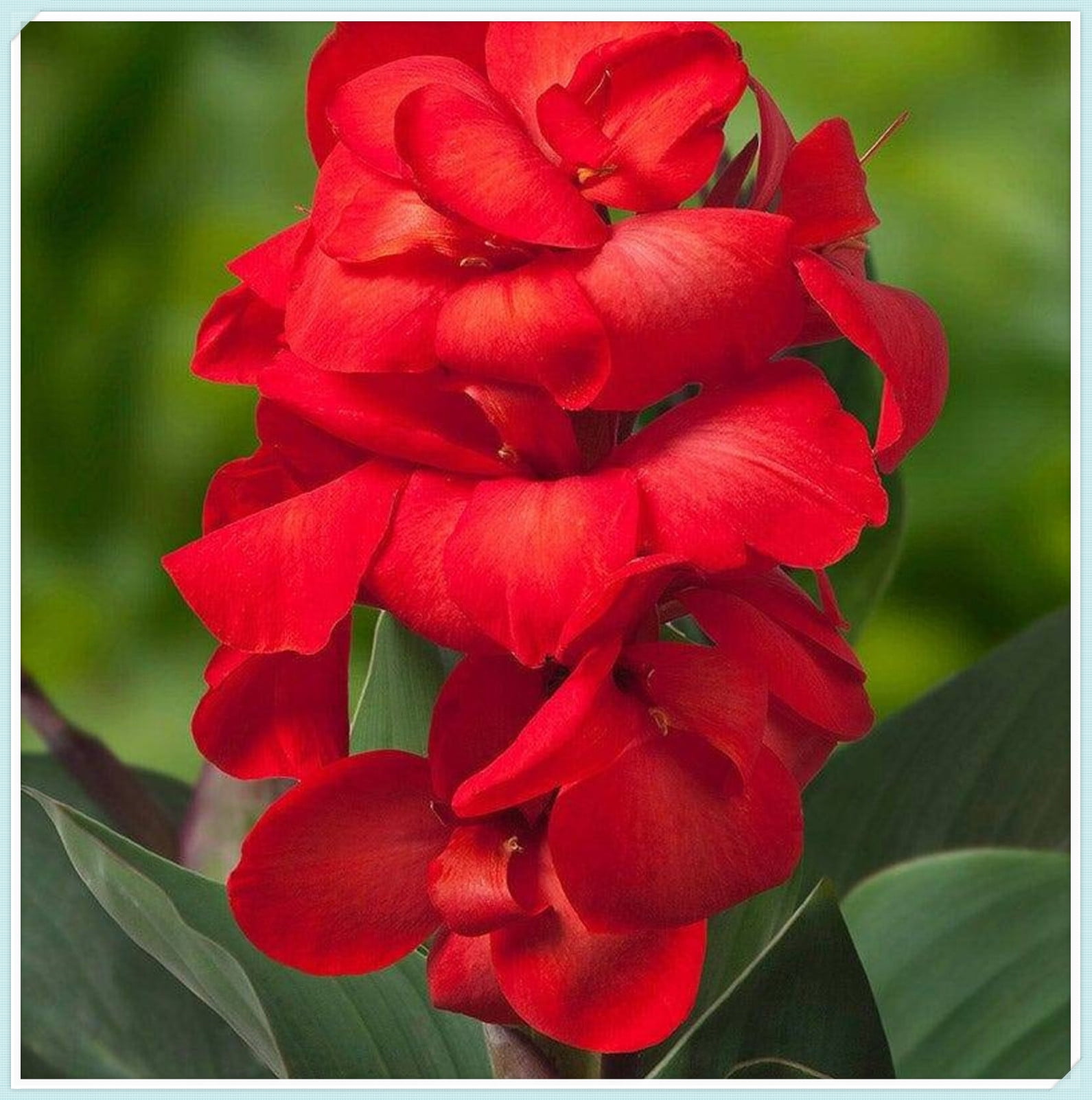 Canna Bulbs Perennial / Canna rhizomes/Canna tubers/Period Healthy ...