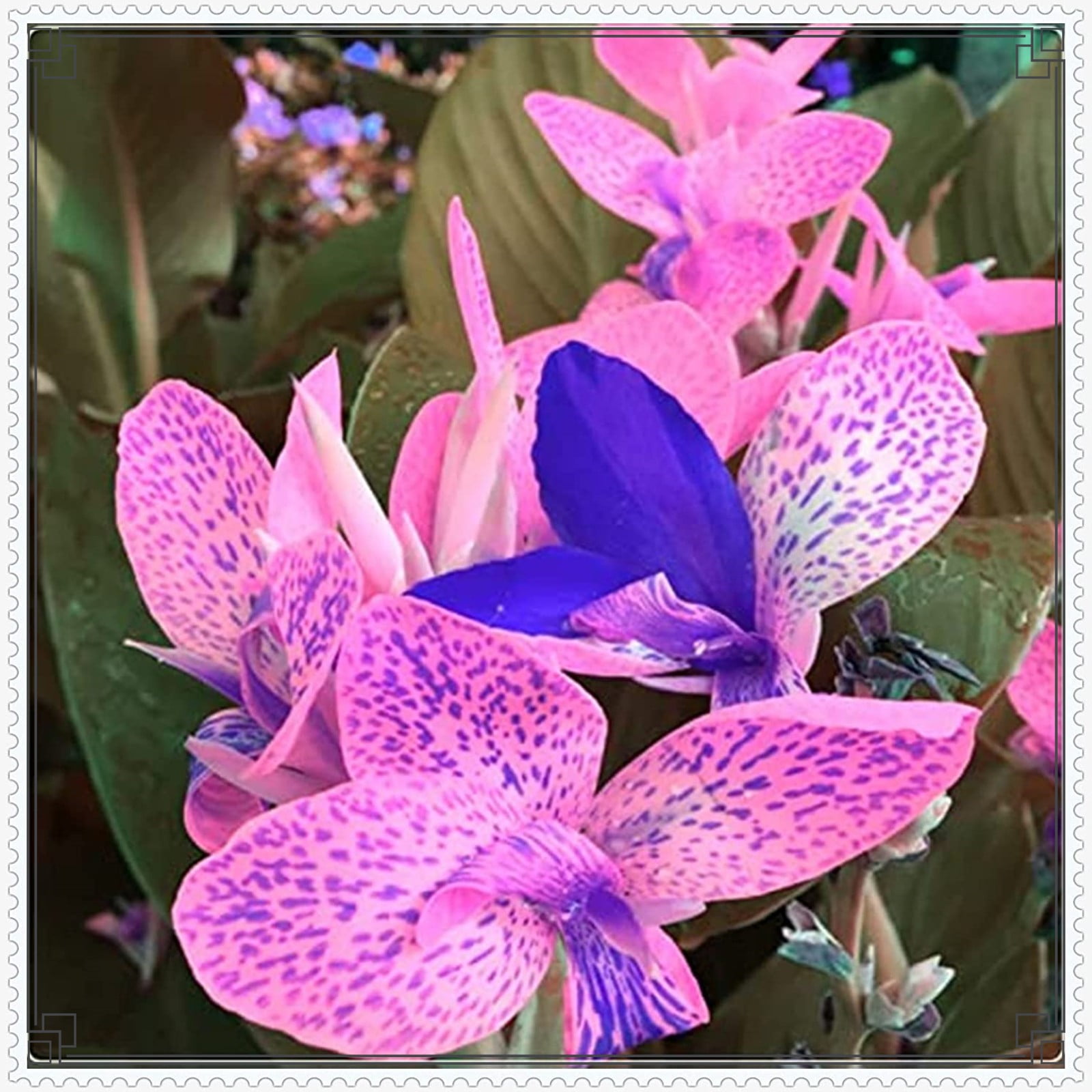 Canna Bulbs Tiger Canna Lily Roots Canna Lily Flowering Garden ...