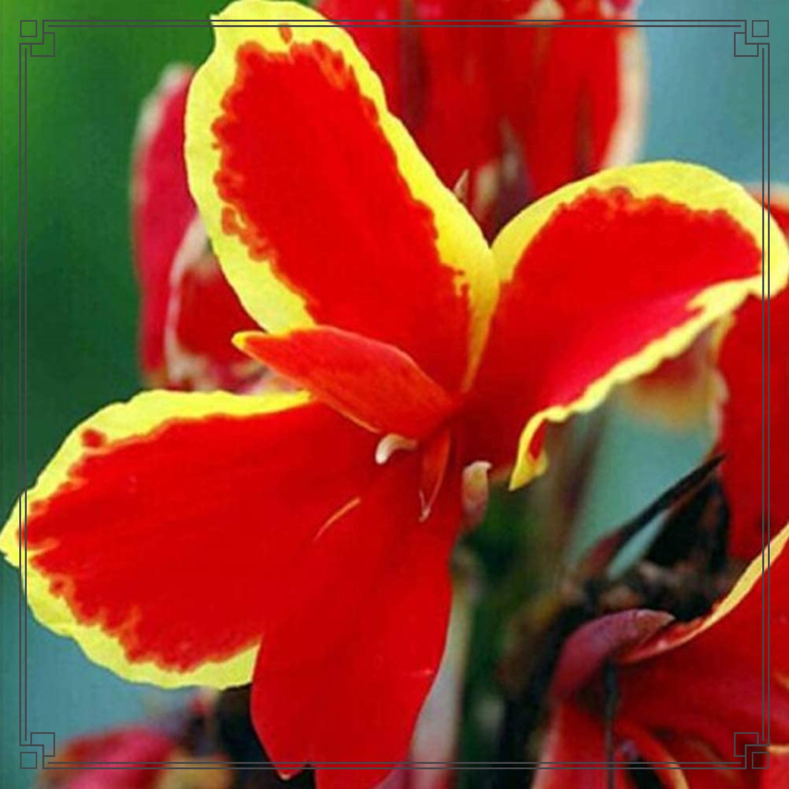 Canna Bulbs Tiger Canna Lily Roots Canna Lily Flowering Garden ...