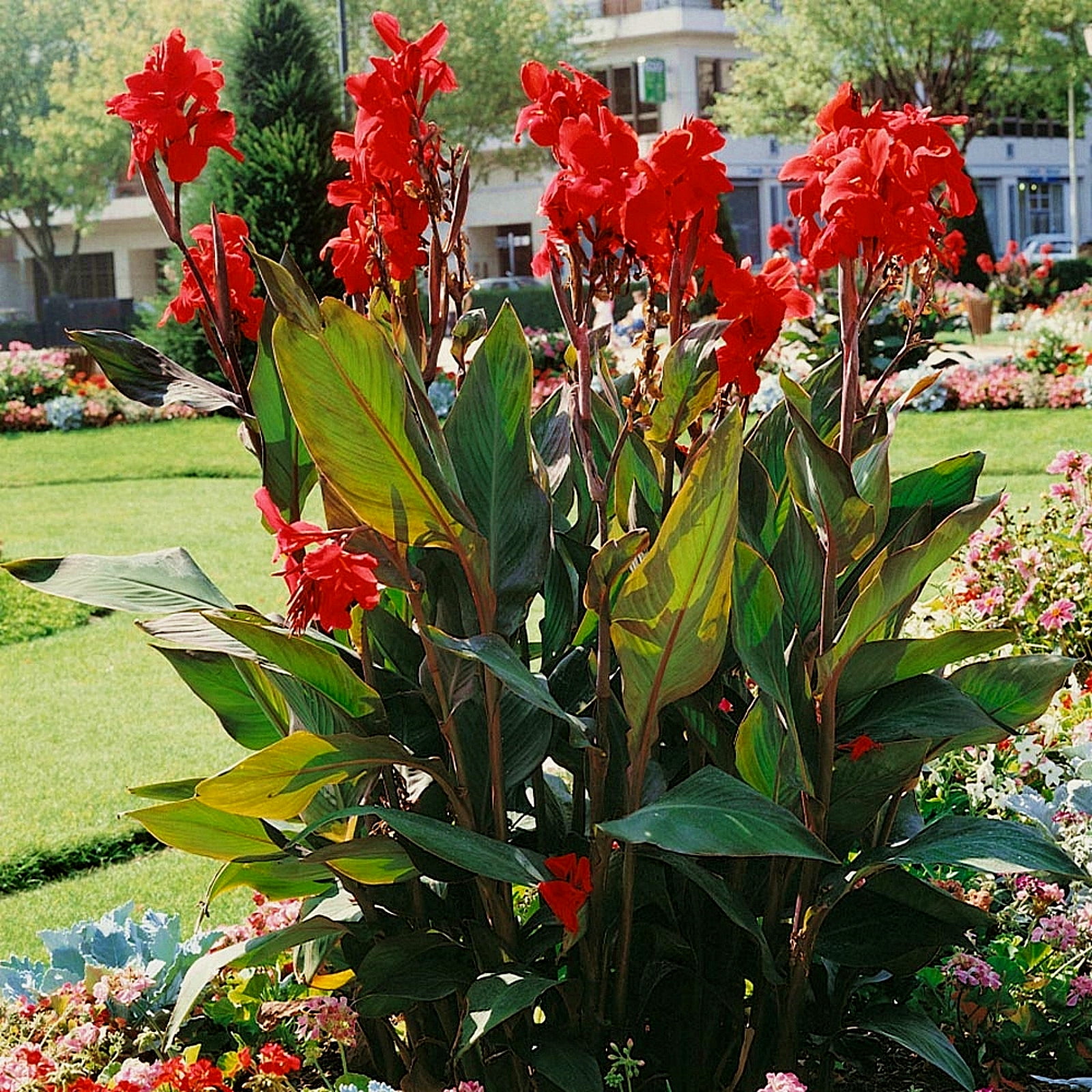 Canna Flower Bulbs – Exotic Garden Plants Ideal for Full Sun Locations ...