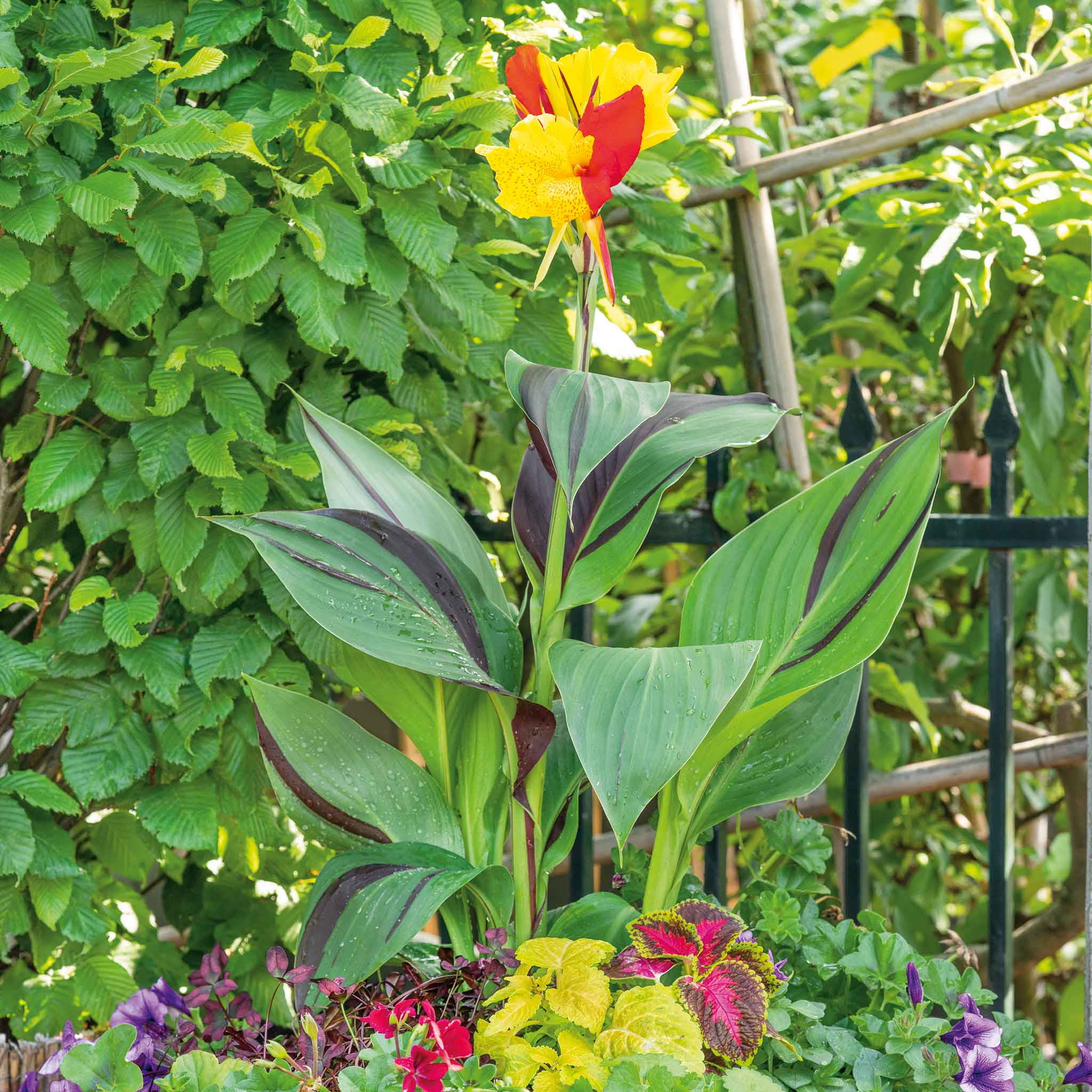 Eden Brothers Canna Lily Bulbs - Cleopatra - Walmart.com