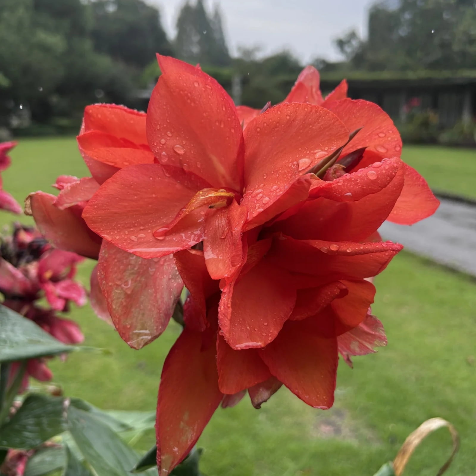 [Canna Lily-Bulbs Mix -For Planting] - Garden Elegance Decoration ...