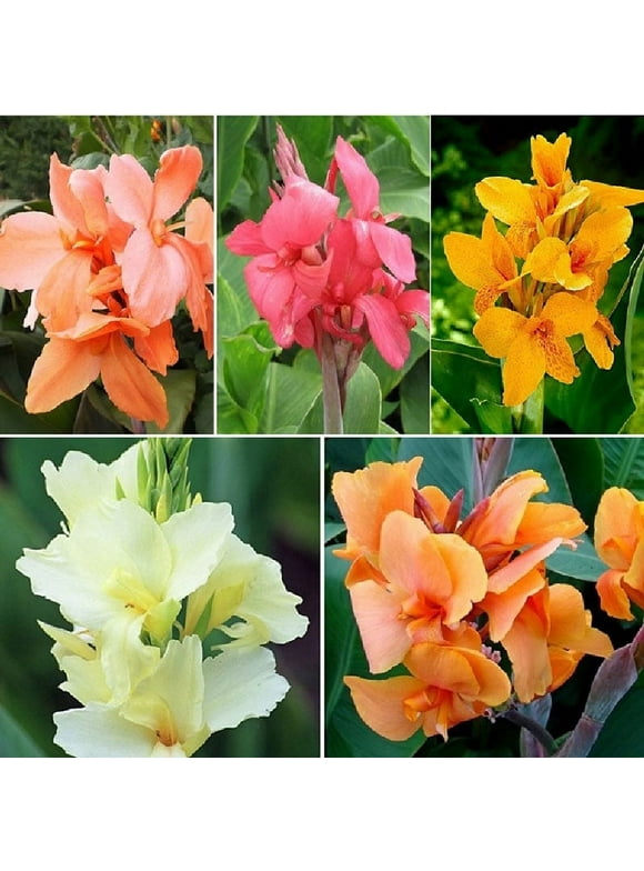 Canna Lily Bulbs in Plant Bulbs - Walmart.com