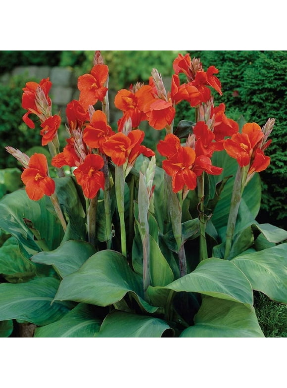 Canna Lily Bulbs in Plant Bulbs - Walmart.com