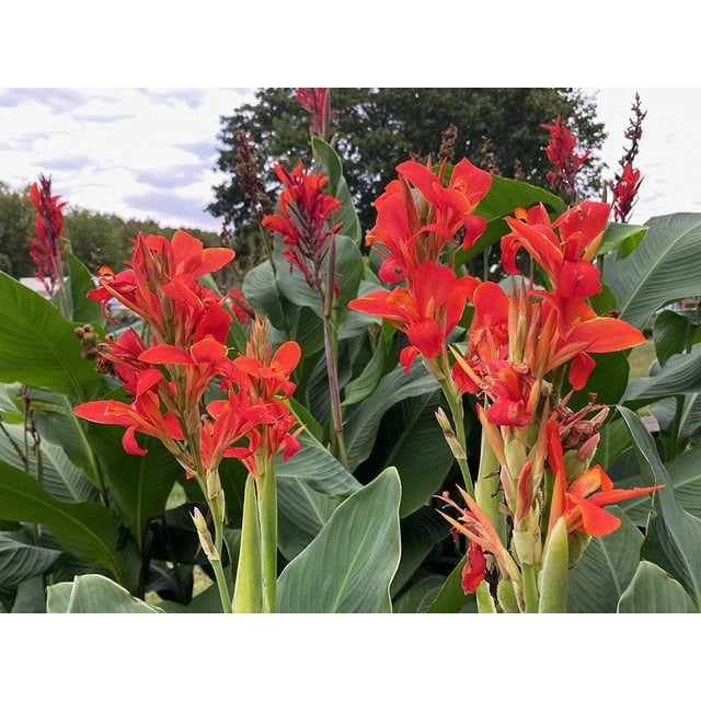 Canna Lily Classic Assortment Hummingbird Cannaceae Premium Seed Packet ...