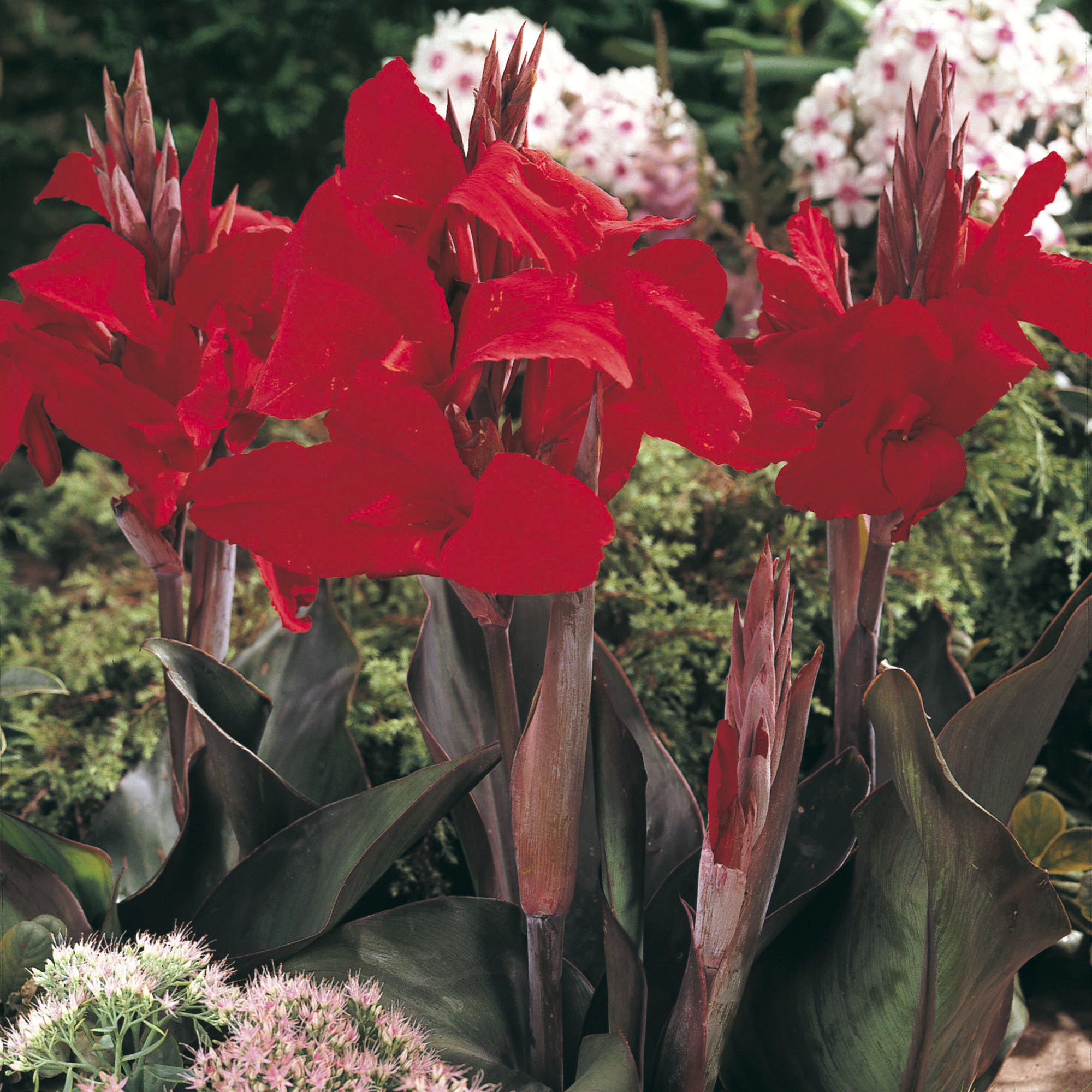 Canna Bulbs Large Beautiful Flowers With High Ornamental Valuecanna Lily Bulbspotted