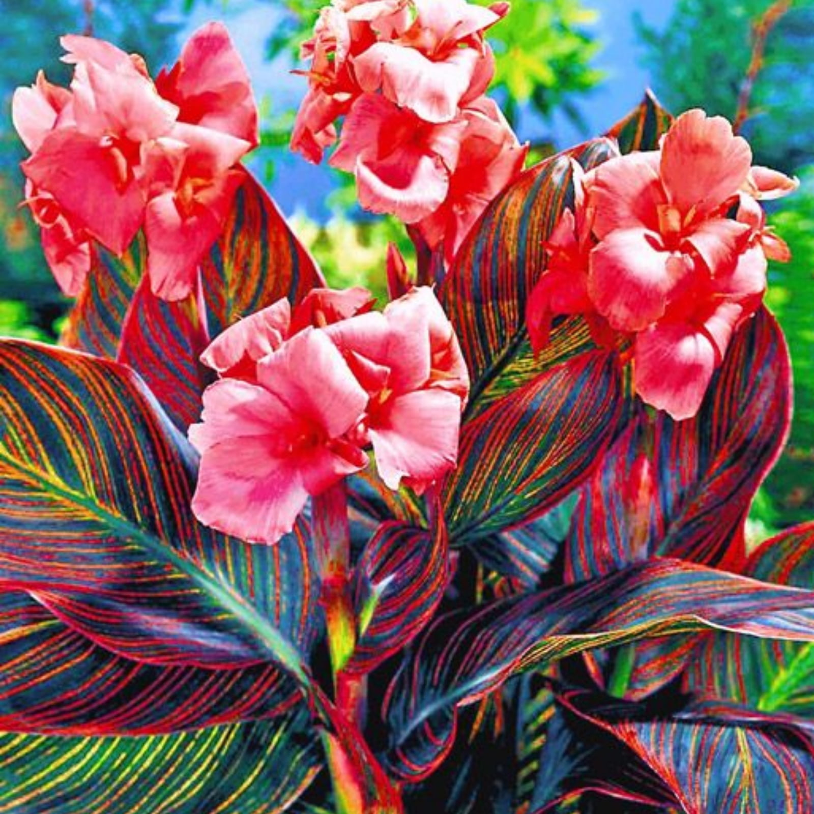 Canna Lily For Planting-Easy Planting-Perennial-Gardens Decoration ...