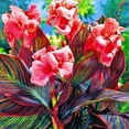 Canna Lily For Planting-Easy Planting-Perennial-Gardens Decoration ...