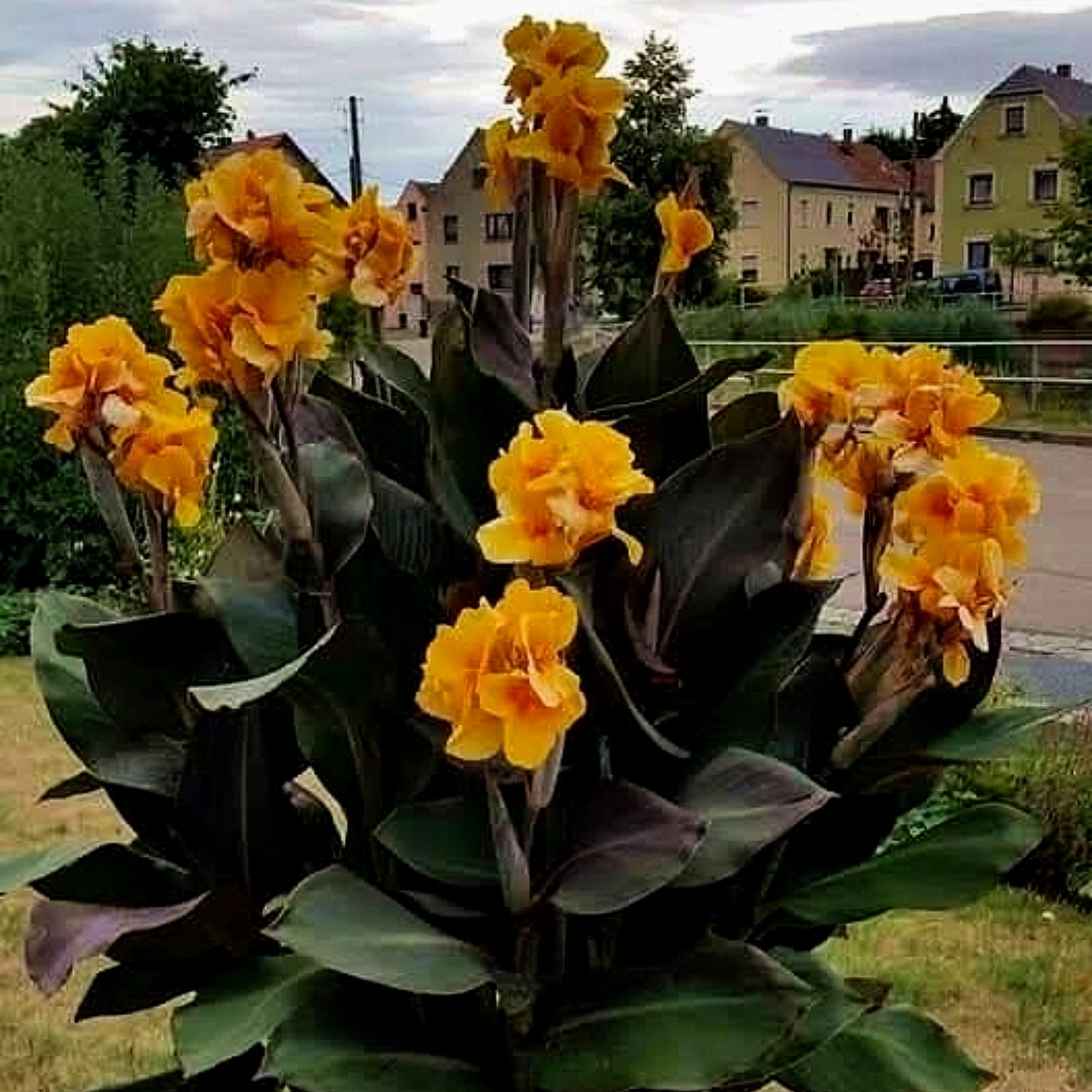 Canna Lily Rhizomes – Heat-Tolerant Plants for Outdoor Borders ...