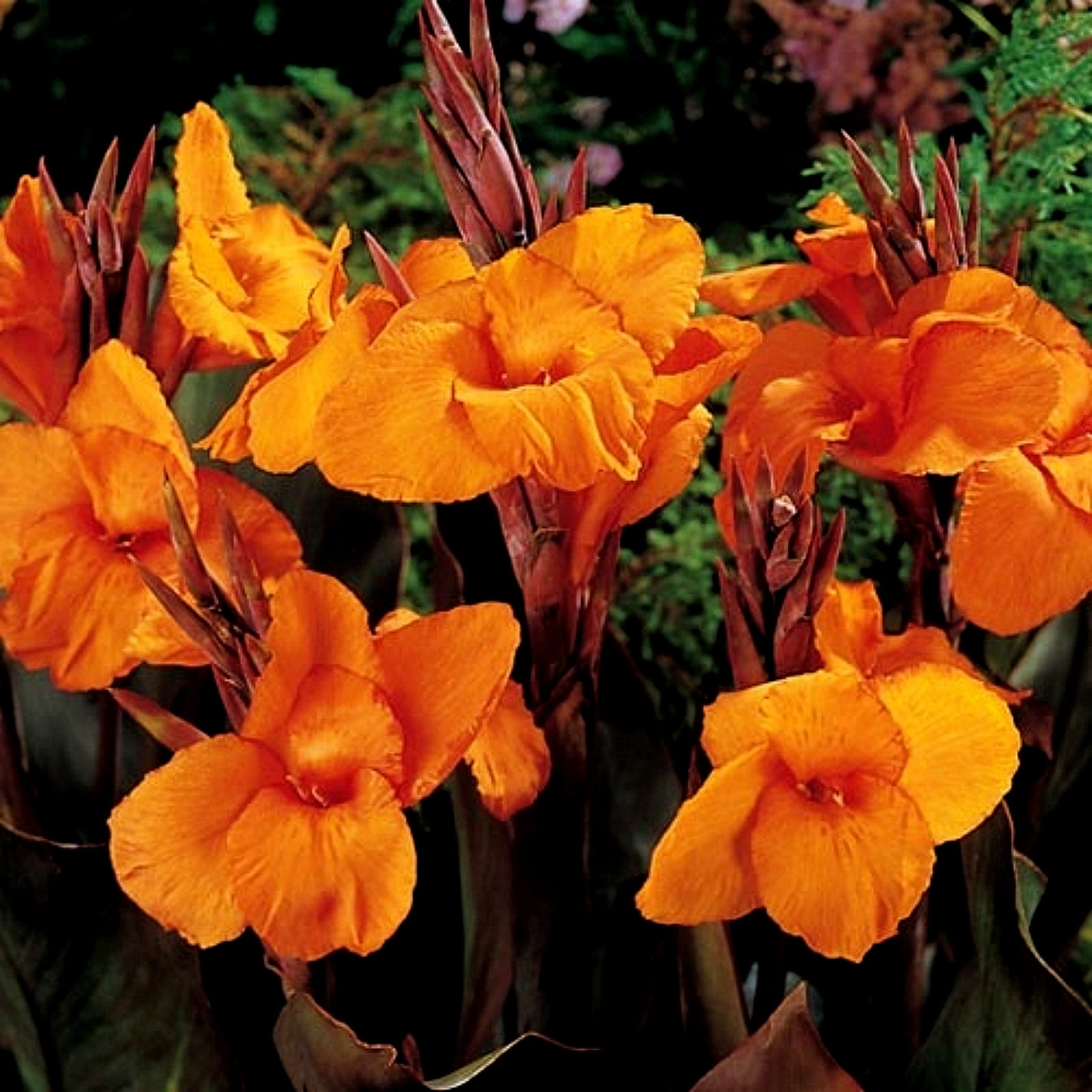 Canna Lily Rhizomes – Heat-Tolerant Plants for Outdoor Borders ...